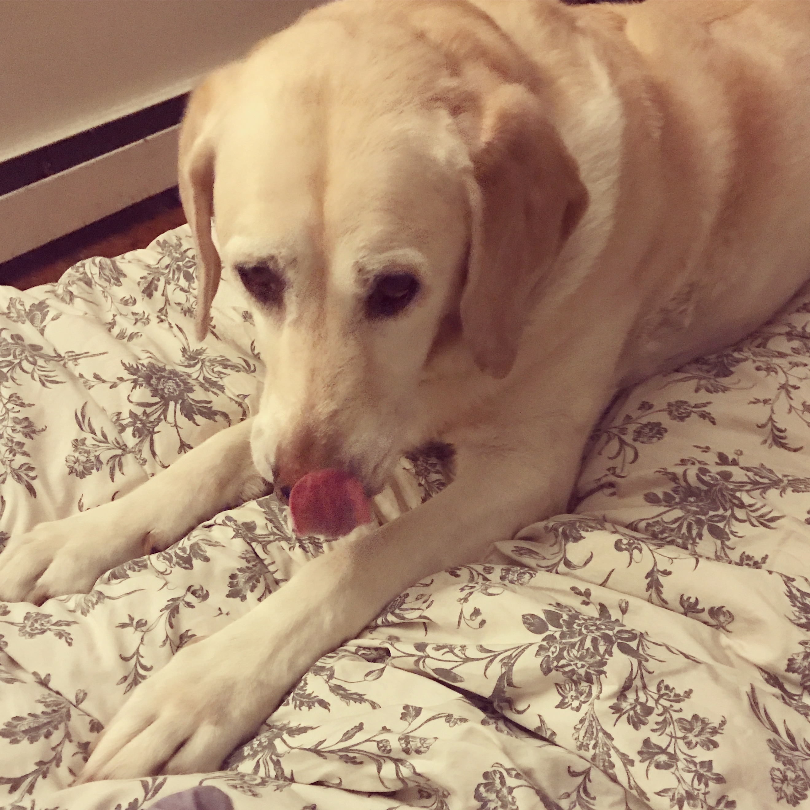 Memoirs of a Princess Pupcicle: Chocolate Lab – The Epicurious Texan